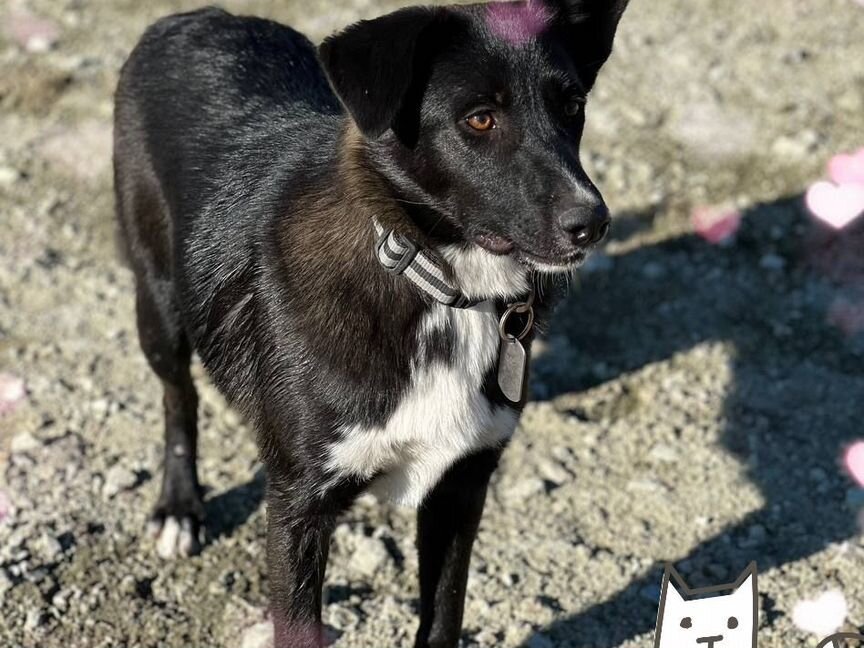 Чудесная собака в любящую семью