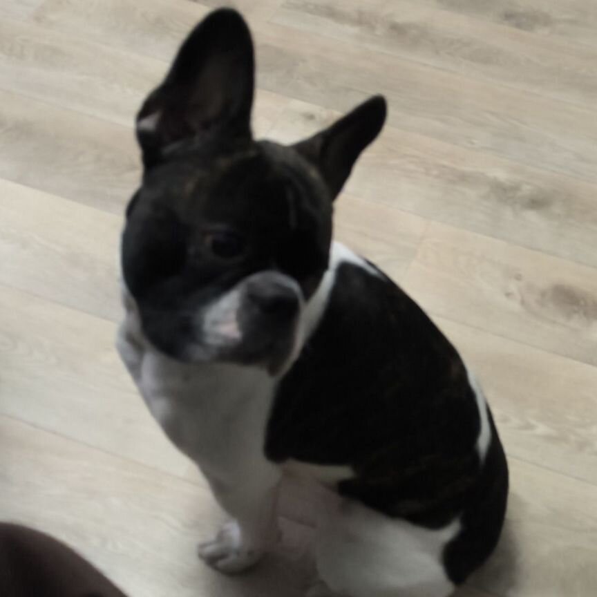 Французский бульдог, взрослый пёс