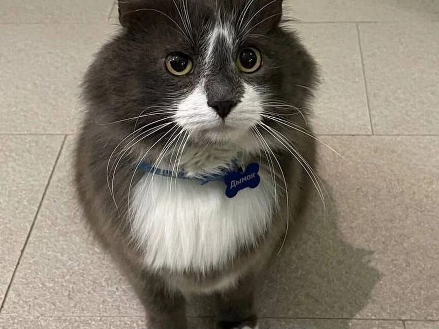 Пушистый серый котик в добрые руки