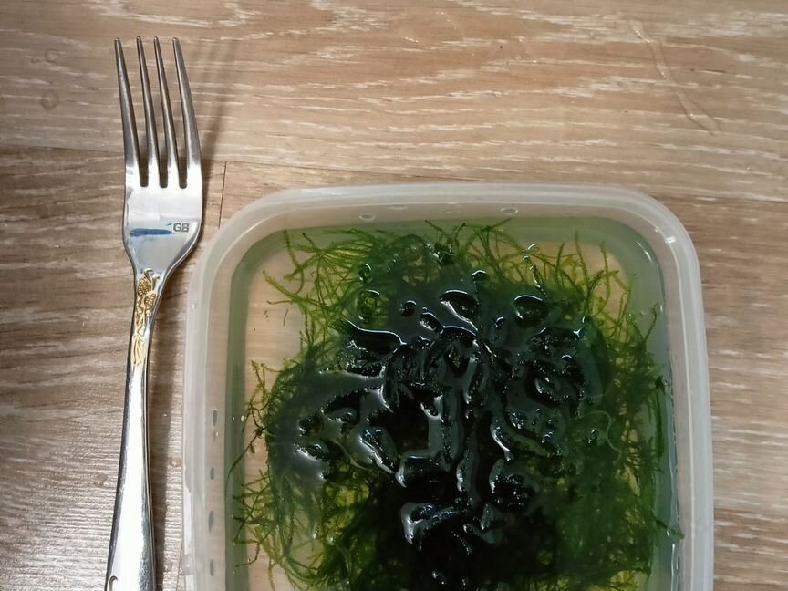 Яванский мох