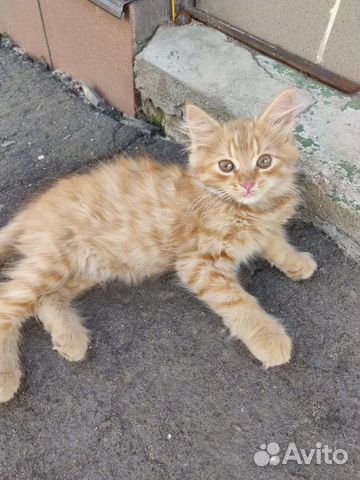 Котики патриотики
