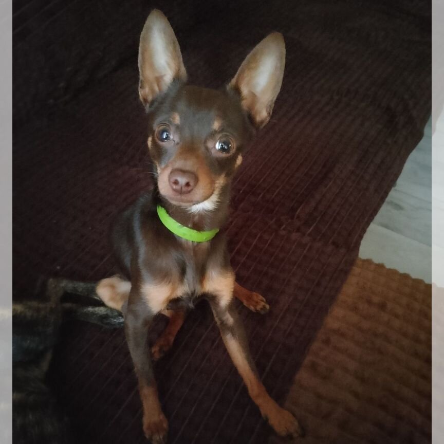 Русский той-терьер, взрослый пёс