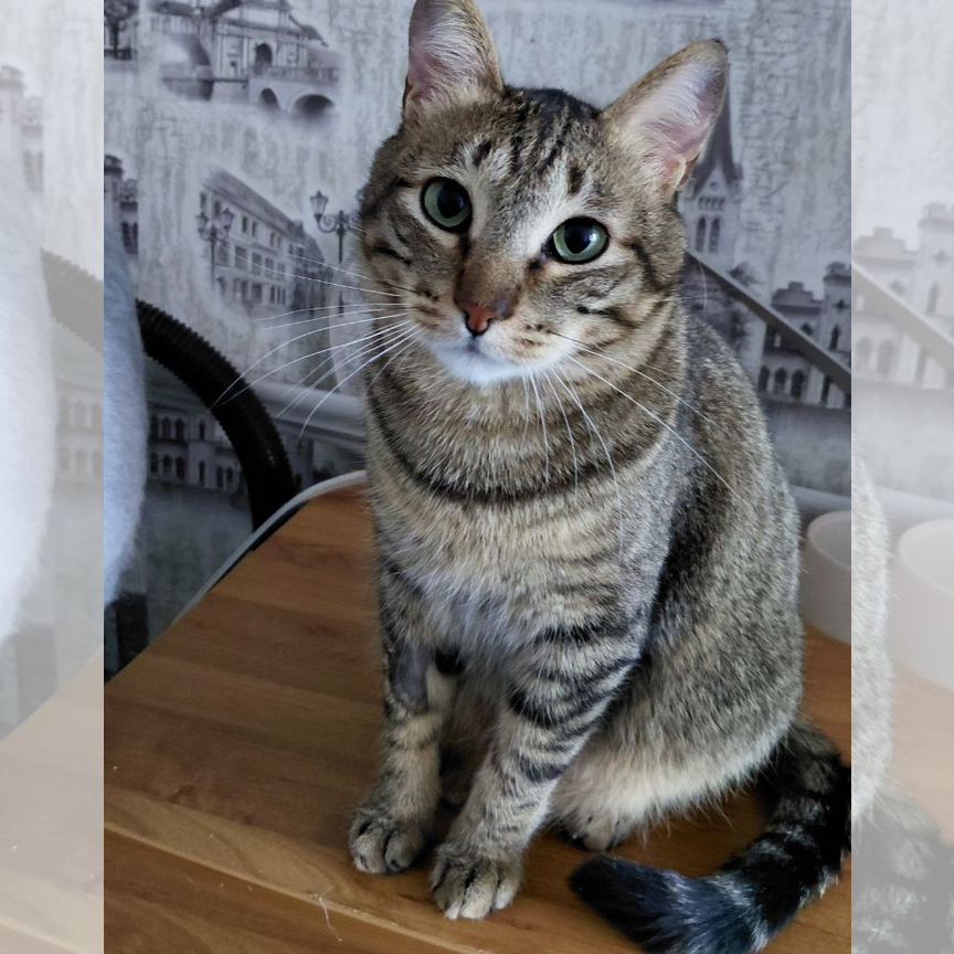 Взрослый кот в добрые руки