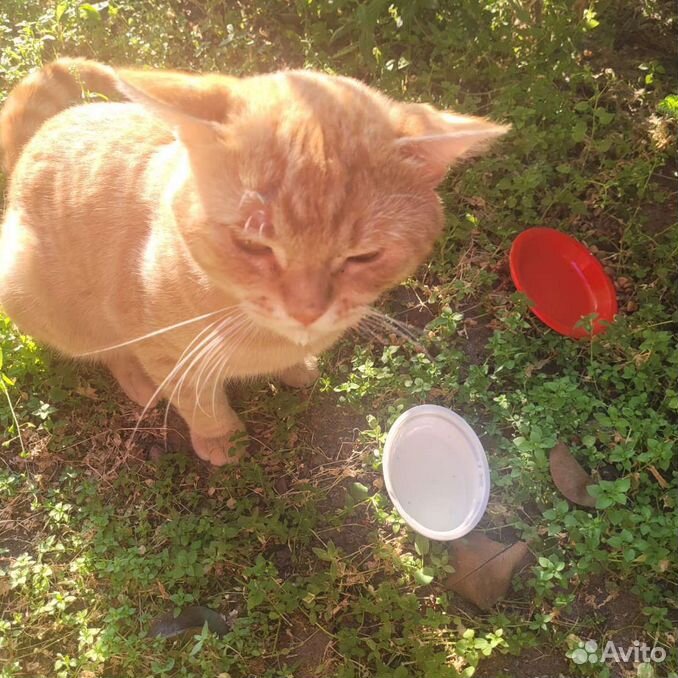 Брошенный кот