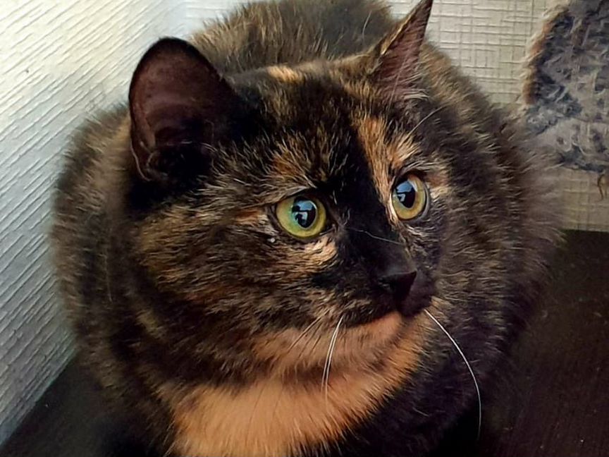 Котенок 3,5 месяца в добрые руки