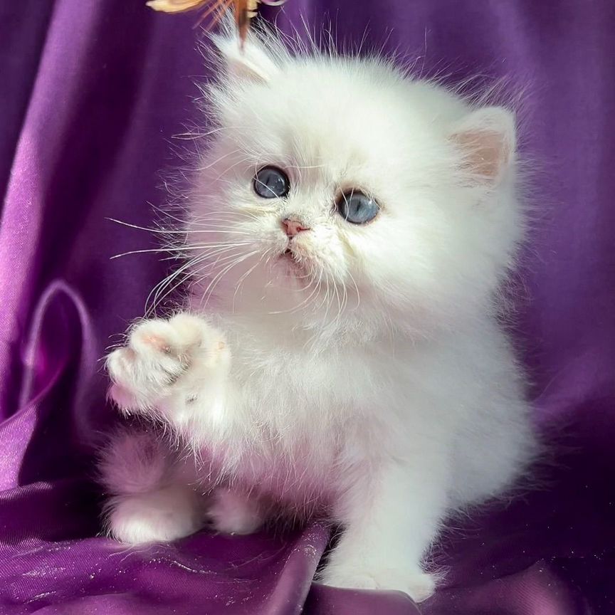 Персидский котёнок