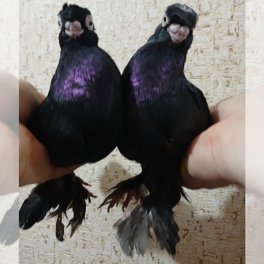 Продажа курносых голубей