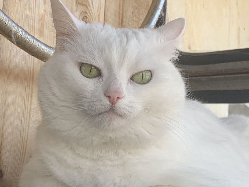 Кошечка домашняя