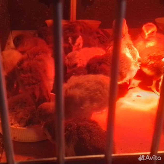 Циплята цесарки, несушки