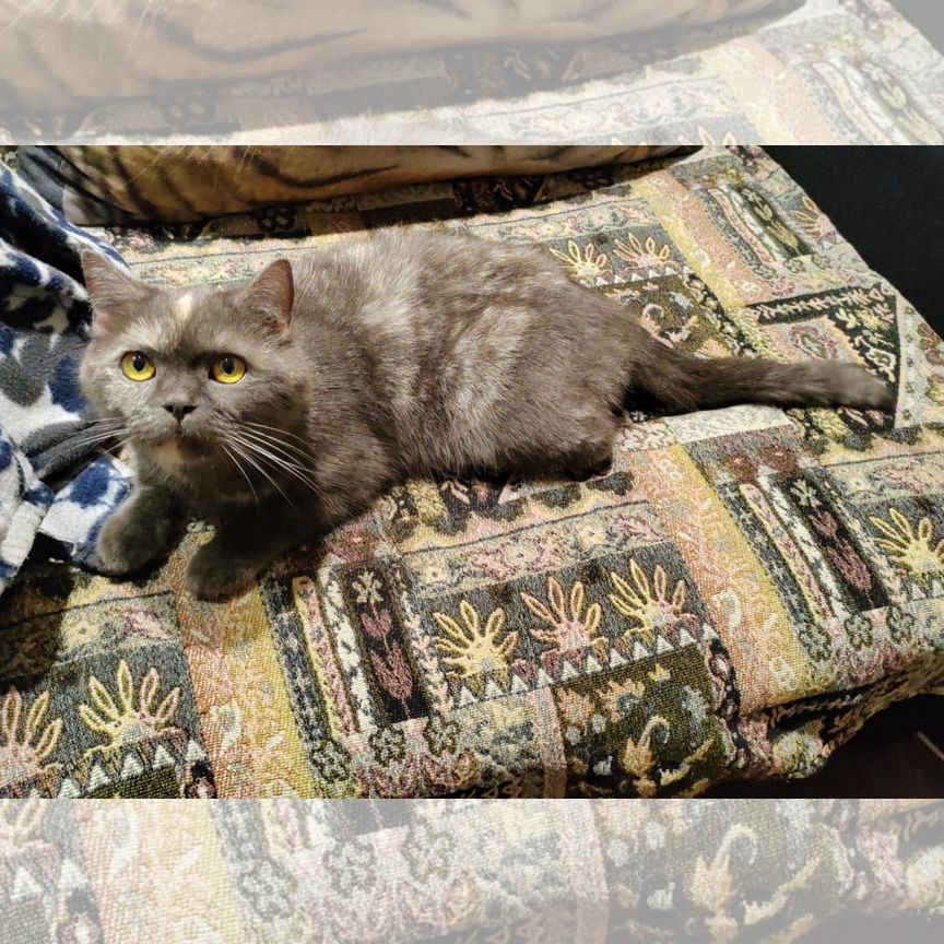 Тайская кошечка