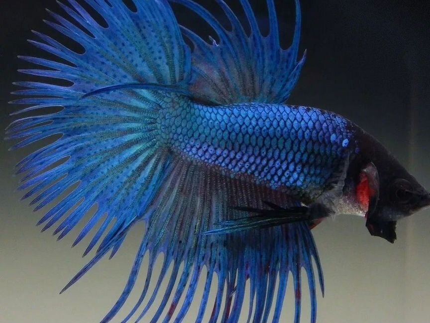 Рыбка пеиушок