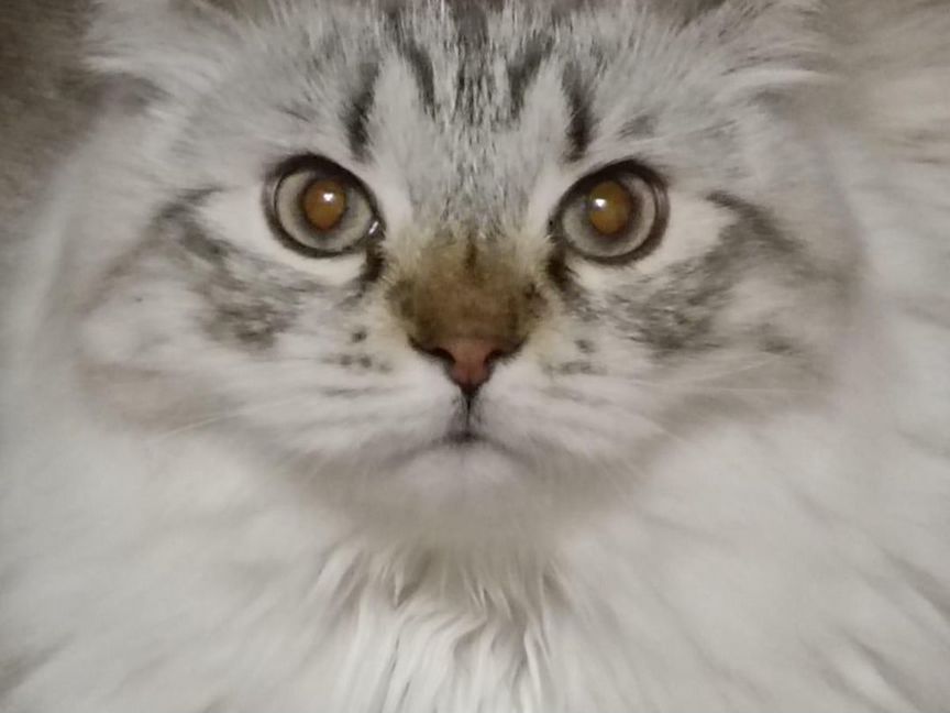 Сибирские котята