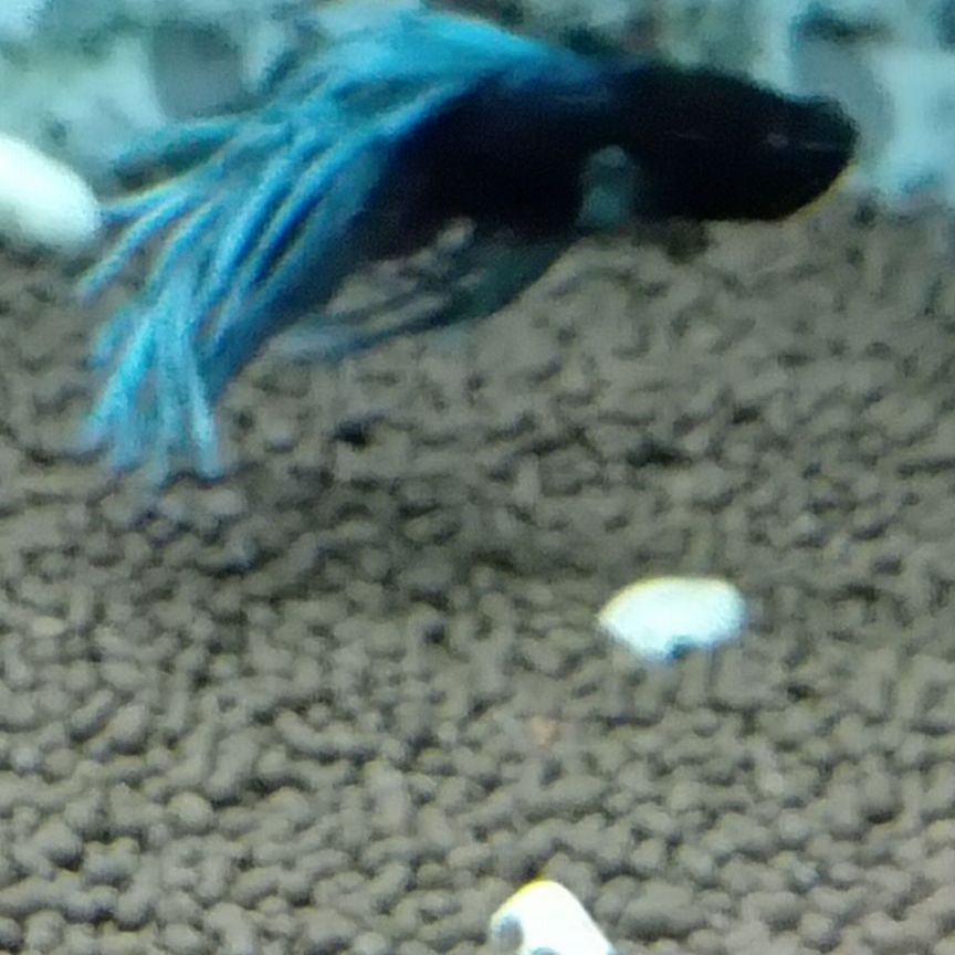 Рыбка петушок самец