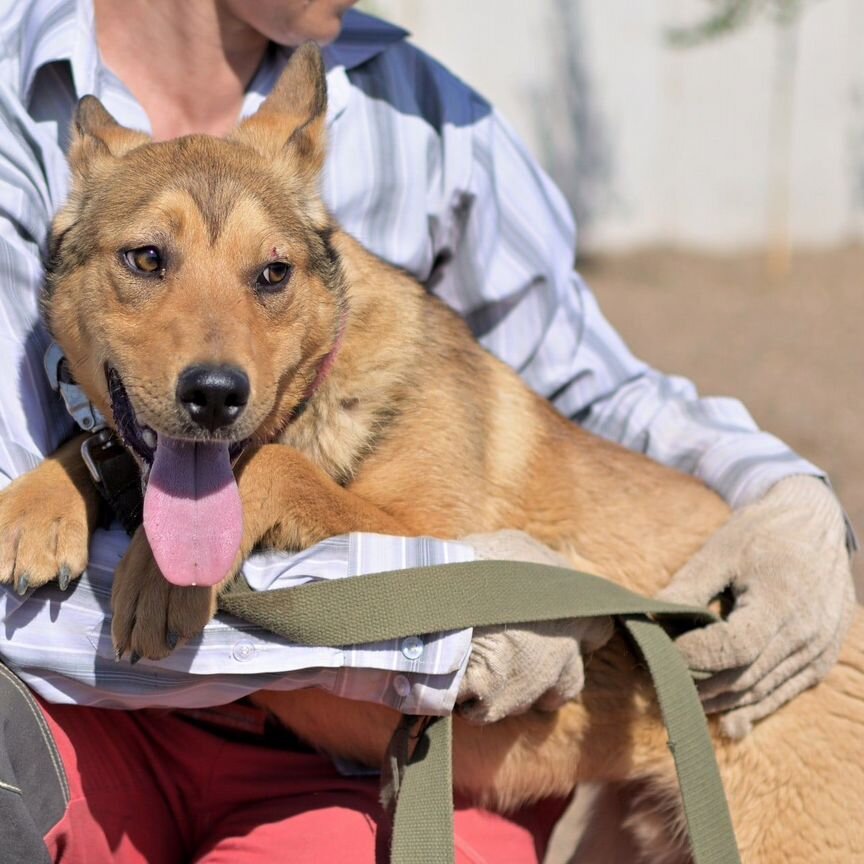 Собака в добрые руки - Байк