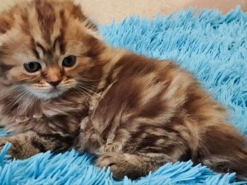 Шотландские котята