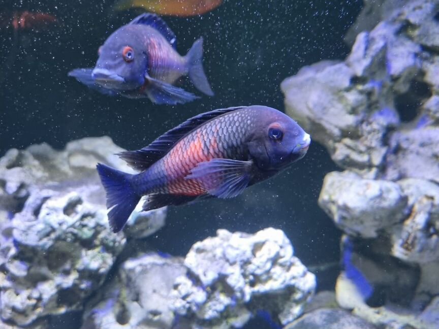 Трофеус Бемба