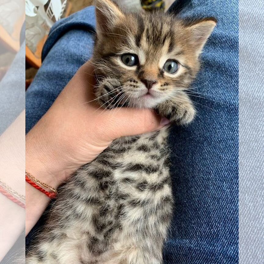 Котята-метисы, девочки