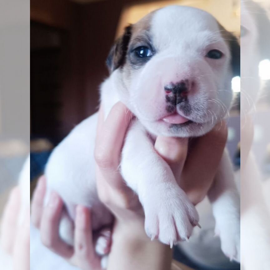 Джек-рассел-терьер, щенок