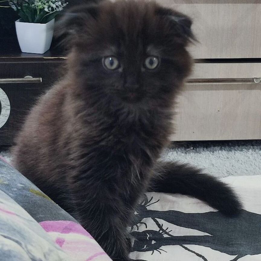 Мэйн кун вислоухий)