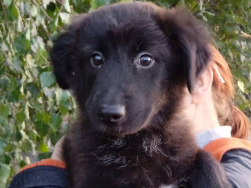 Маленькая девчушечка в поисках своего хозяина