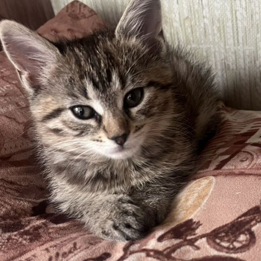 Котёнок от частного владельца
