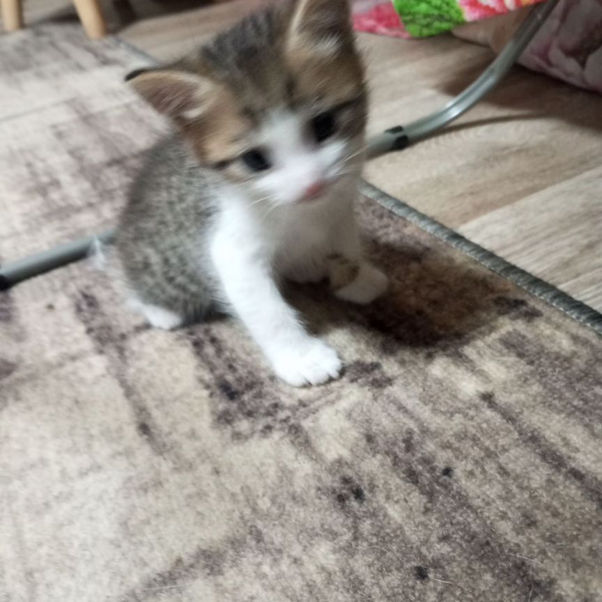 Необычный (пьяный) котёнок
