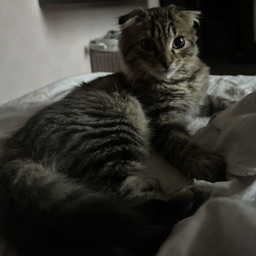 Котенок