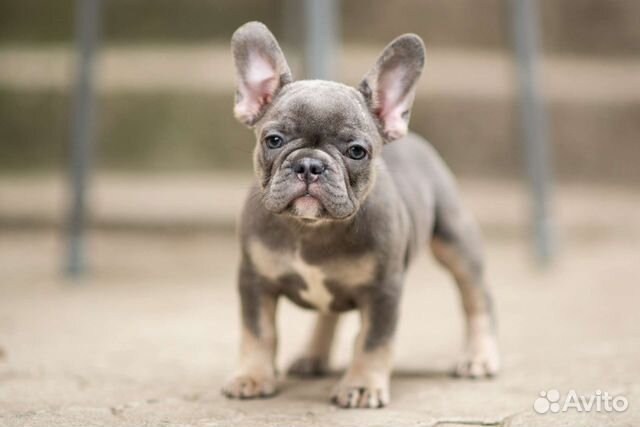 Французский бульдог компактная леди