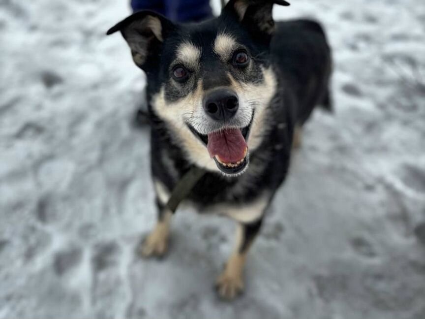 Собака в добрые руки