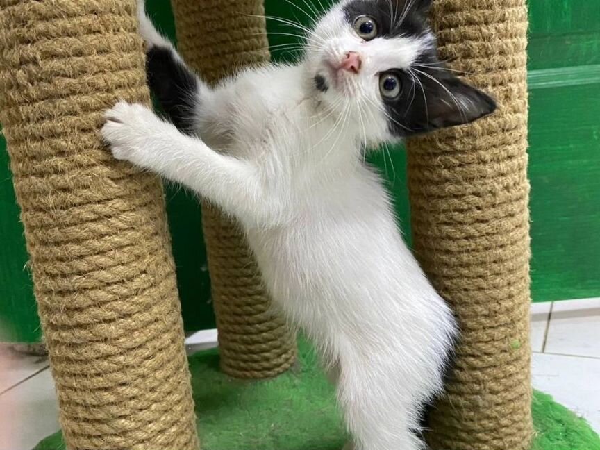 Красивый котенок 1.5 месяца