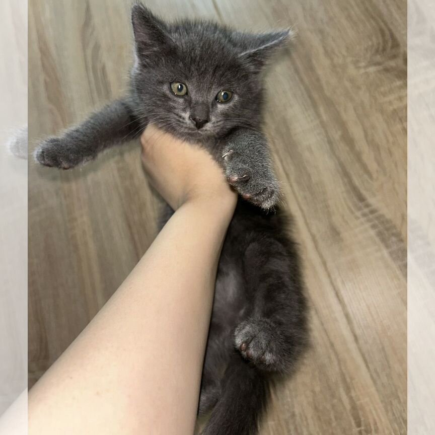 Британские котята в добрые руки
