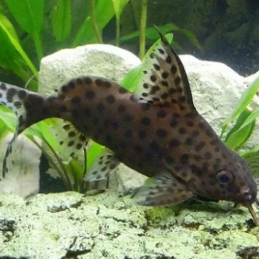 Синодонтис (перевёртыш)