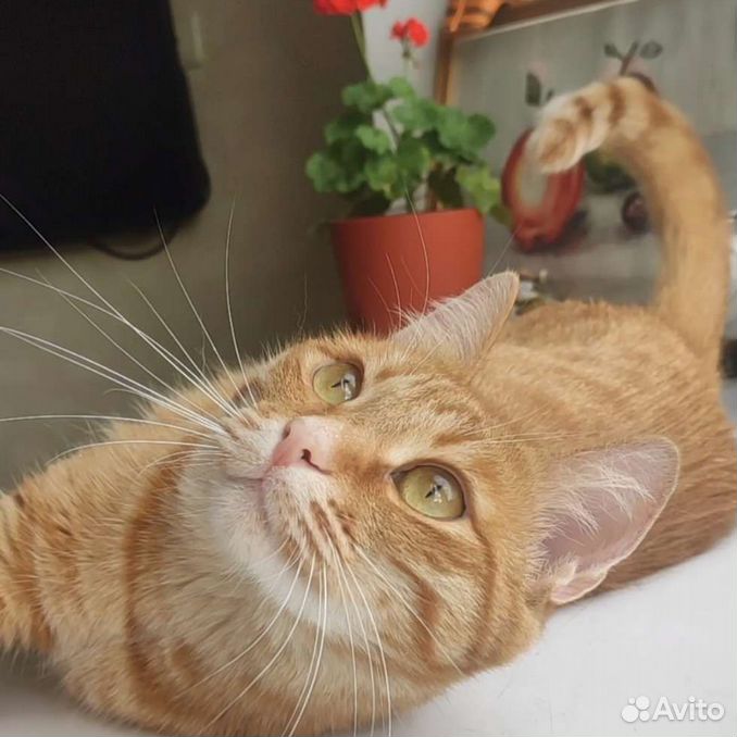 Яркая кошечка Тыковка.,2 года