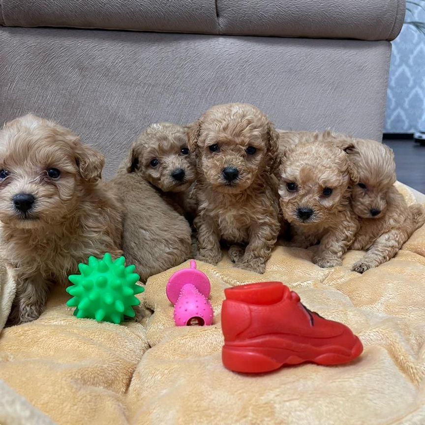 Щенки Мальтипу