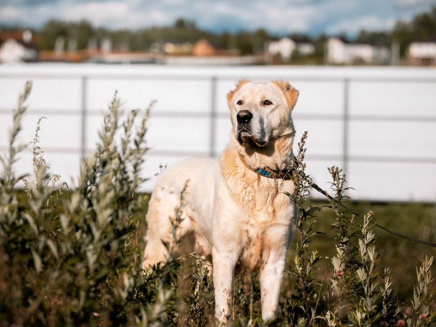 Алабай Норд из приюта бесплатно в добрые руки