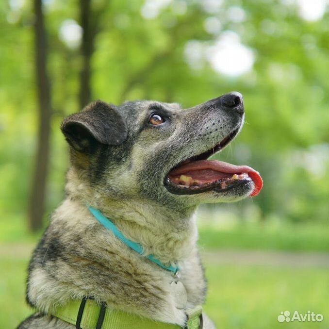 Собака из приюта давно ждет своего хозяина