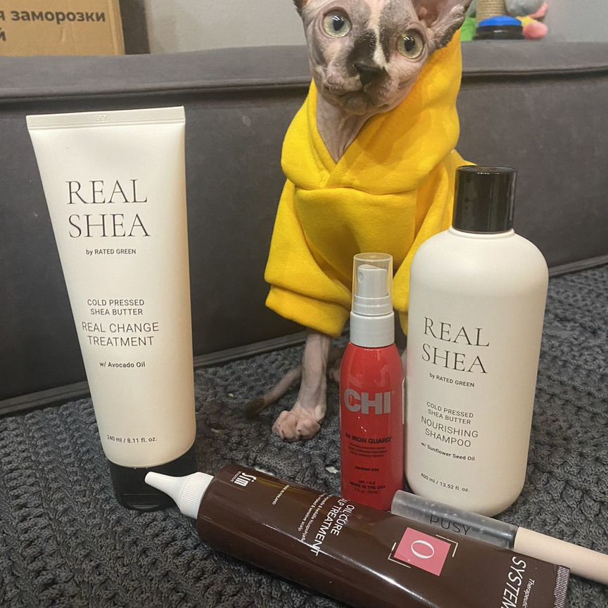 Кот на вязку Канадский сфинкс