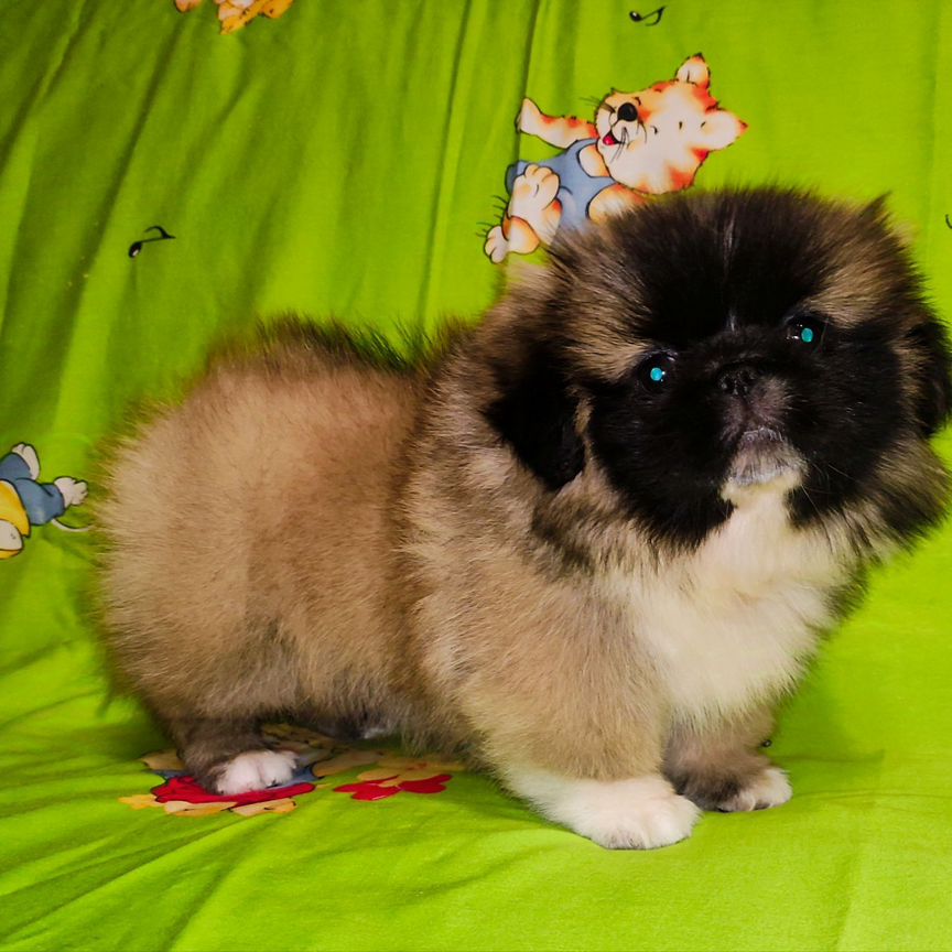 Рыжая красавица