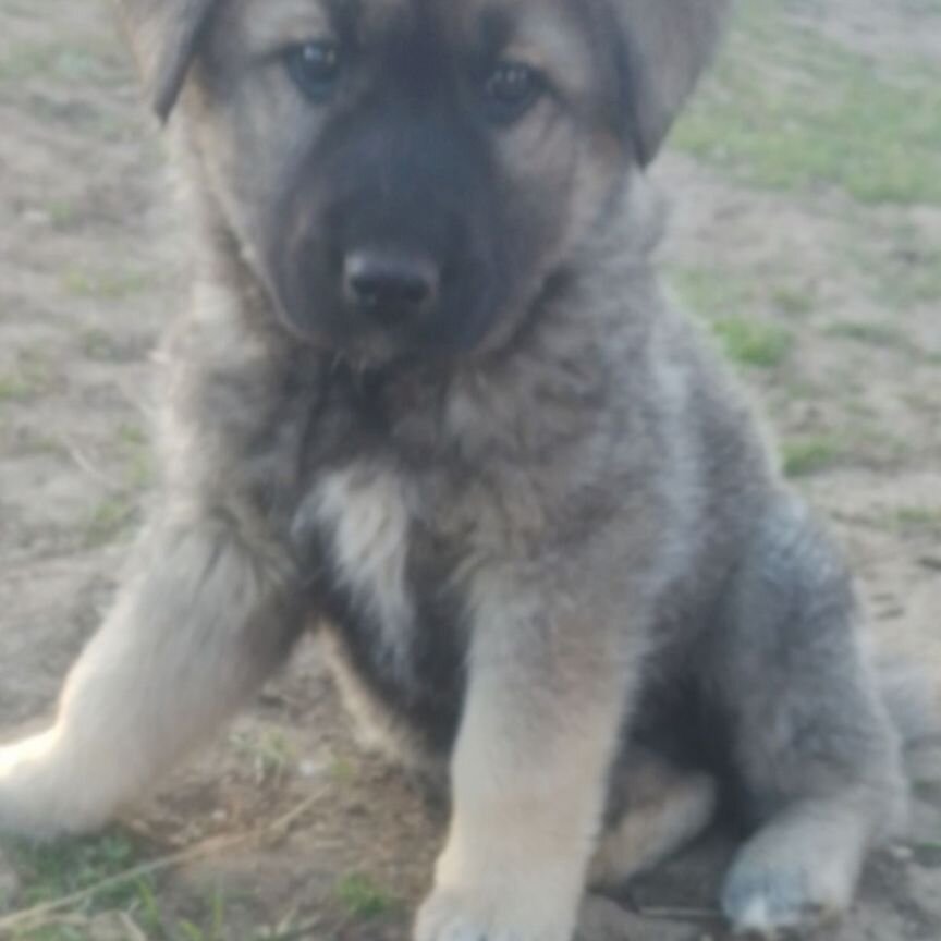 Щенок двор терьер от кавказской овчарки