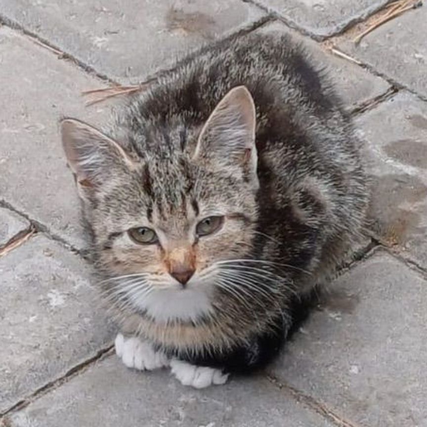 Котята в добрые руки даром