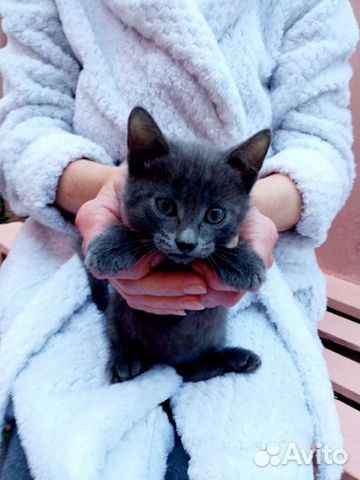 Мальчик котя