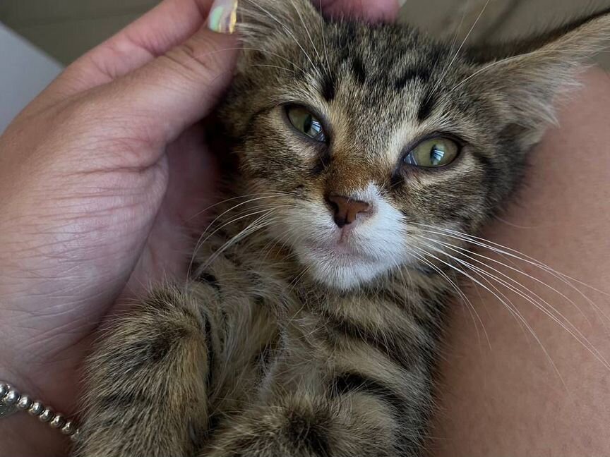 Очаровательная ласковая кисонька в добрые руки