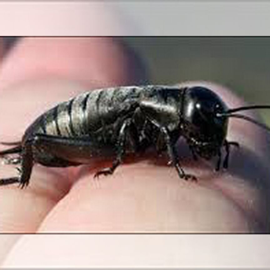 Сверчки живые кормовые