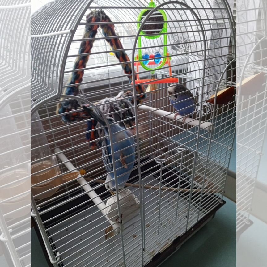 Волнистый попугай с клеткой