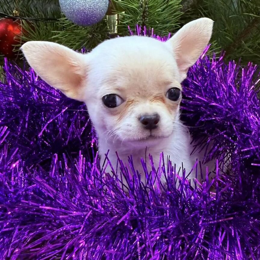 Чихуахуа, щенок