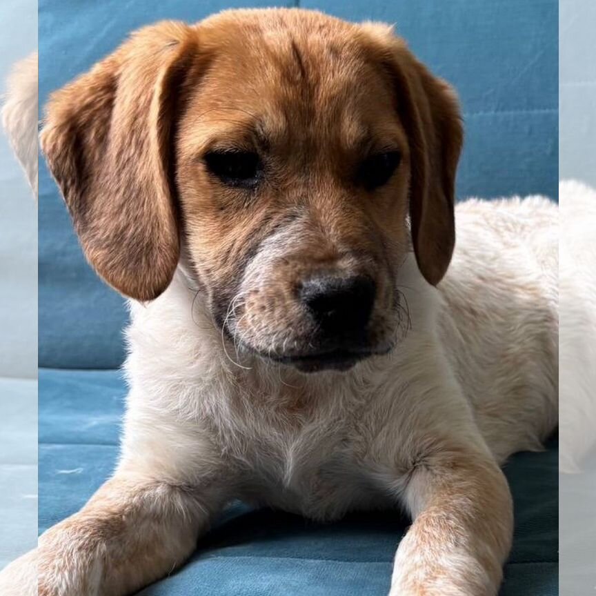 Щенок в добрые руки