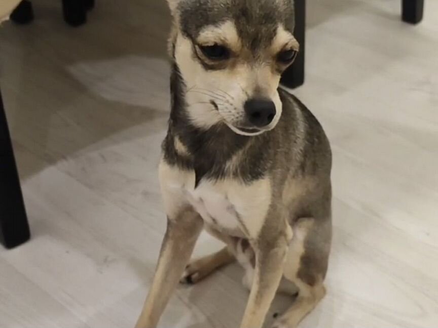 Русский той-терьер