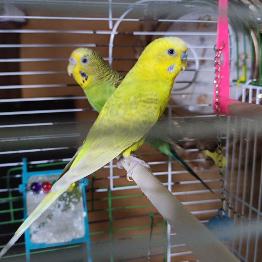 Волнистый попугай с клеткой