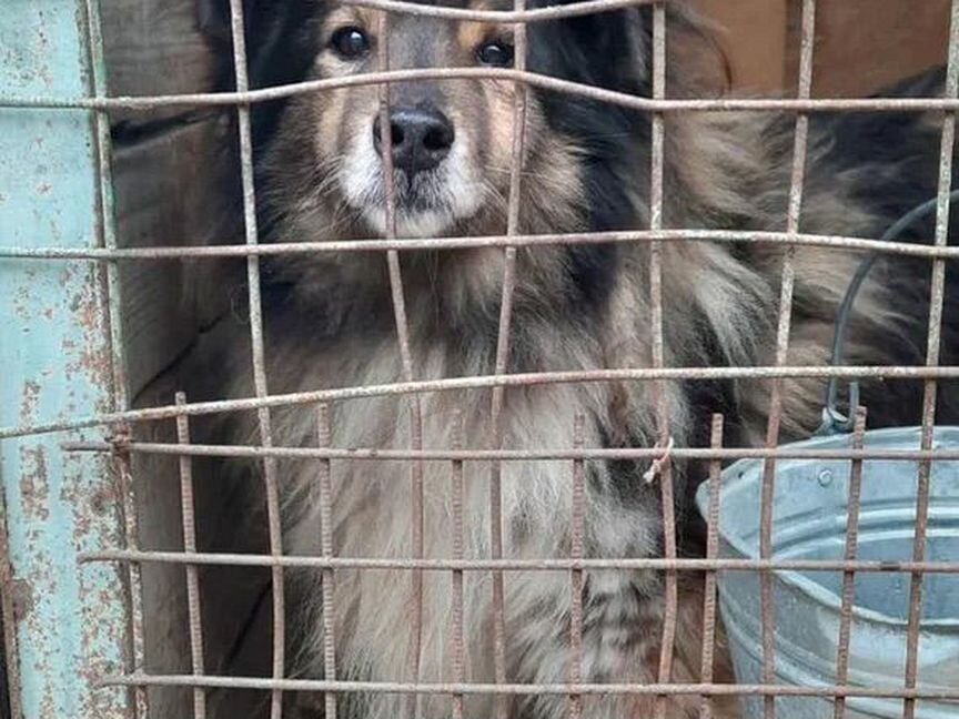 Приюту для собак нужна поддержка