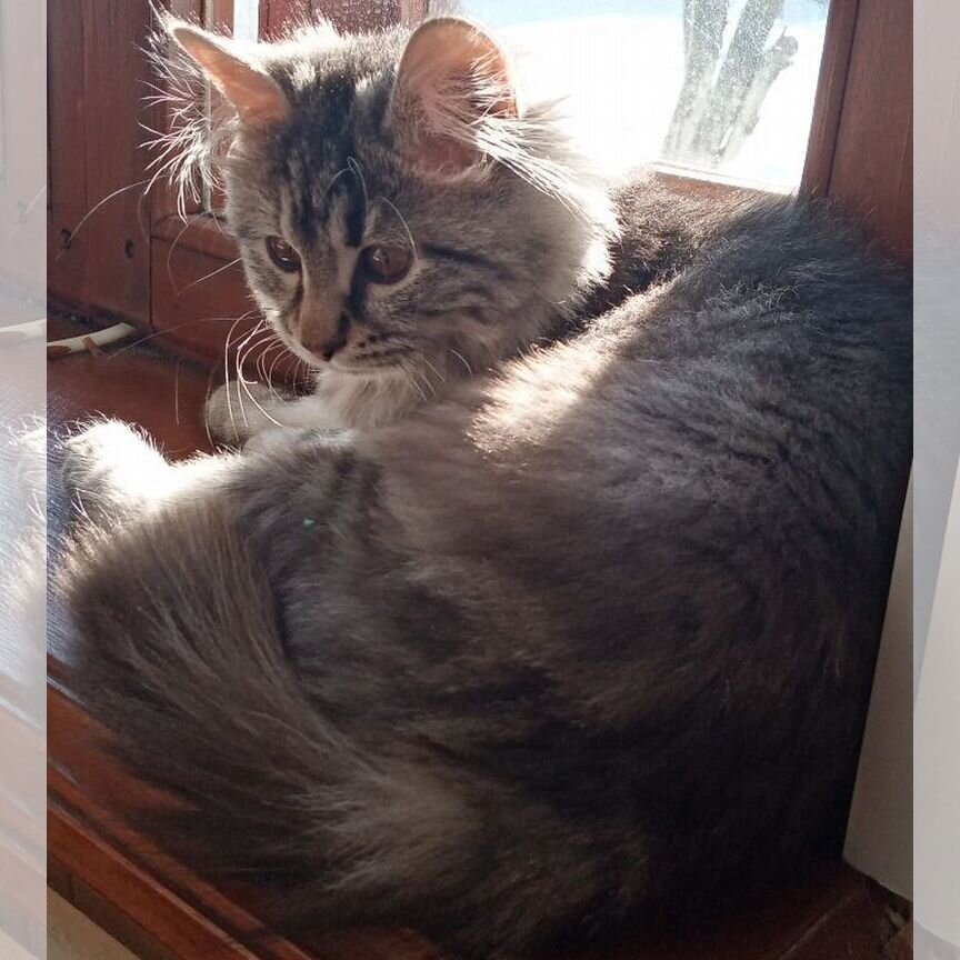 Сибирский котёнок